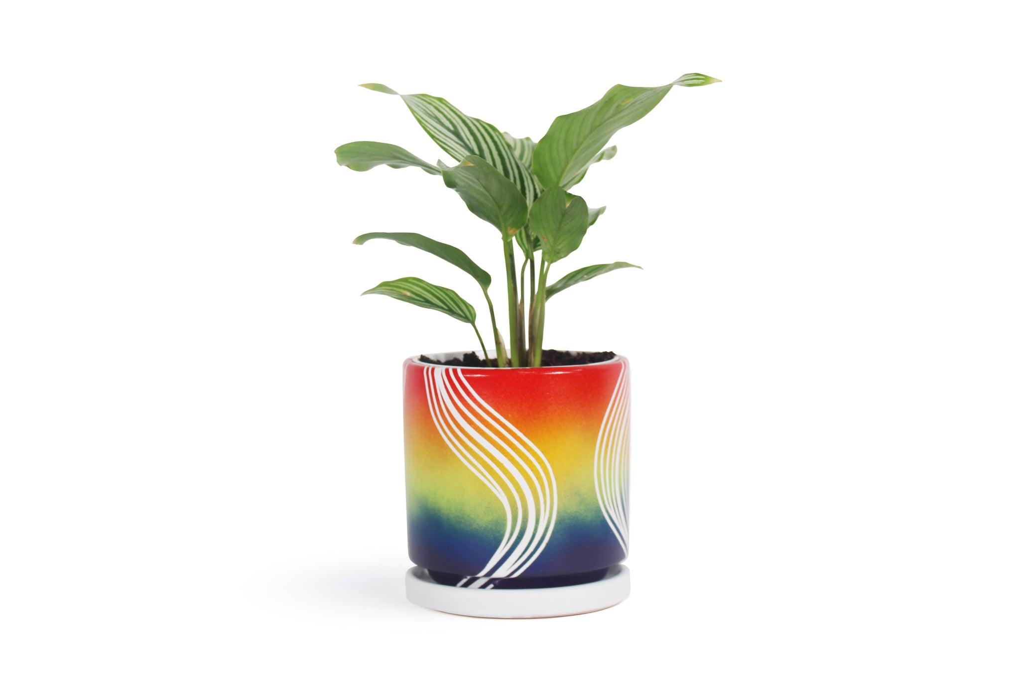 Unique Plant Pots & Plant Saucers - Retail | Momma Pots